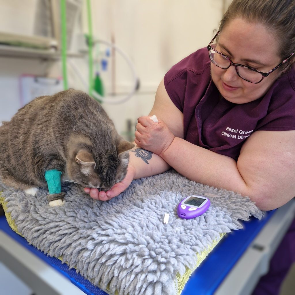 Advanced Feline Procedures | Graylands Cat Clinic